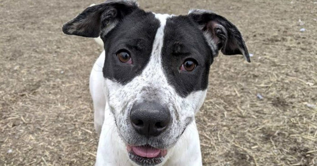 Aurora dog bark law: City limits how long a dog can bark | FOX 5 New York