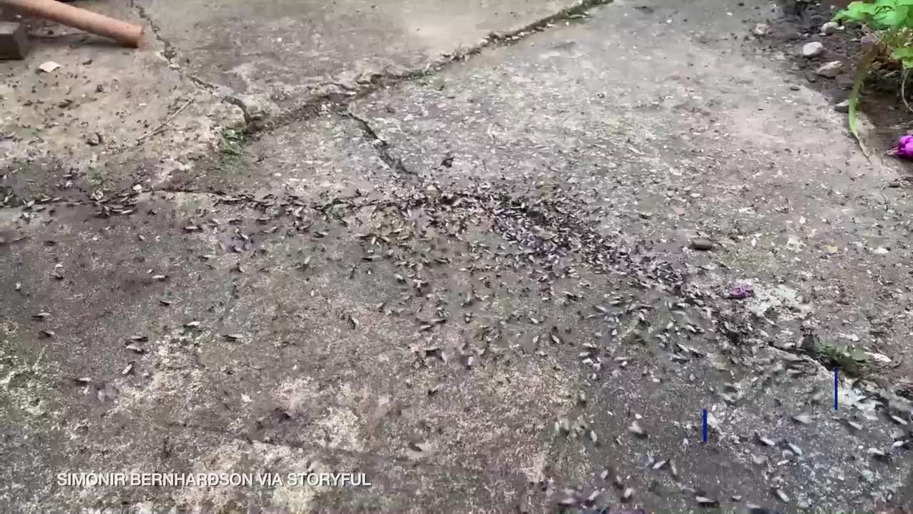 Swarms of flying ants descend on parts of England | FOX 5 New York Swarms of flying ants descend on parts of England | FOX 5 New York