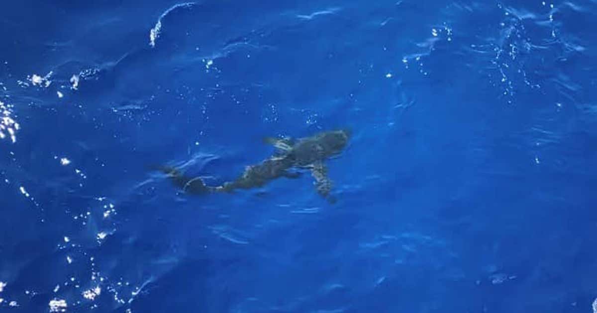 Shark spotted as Coast Guard crew takes swim break | FOX 5 New York