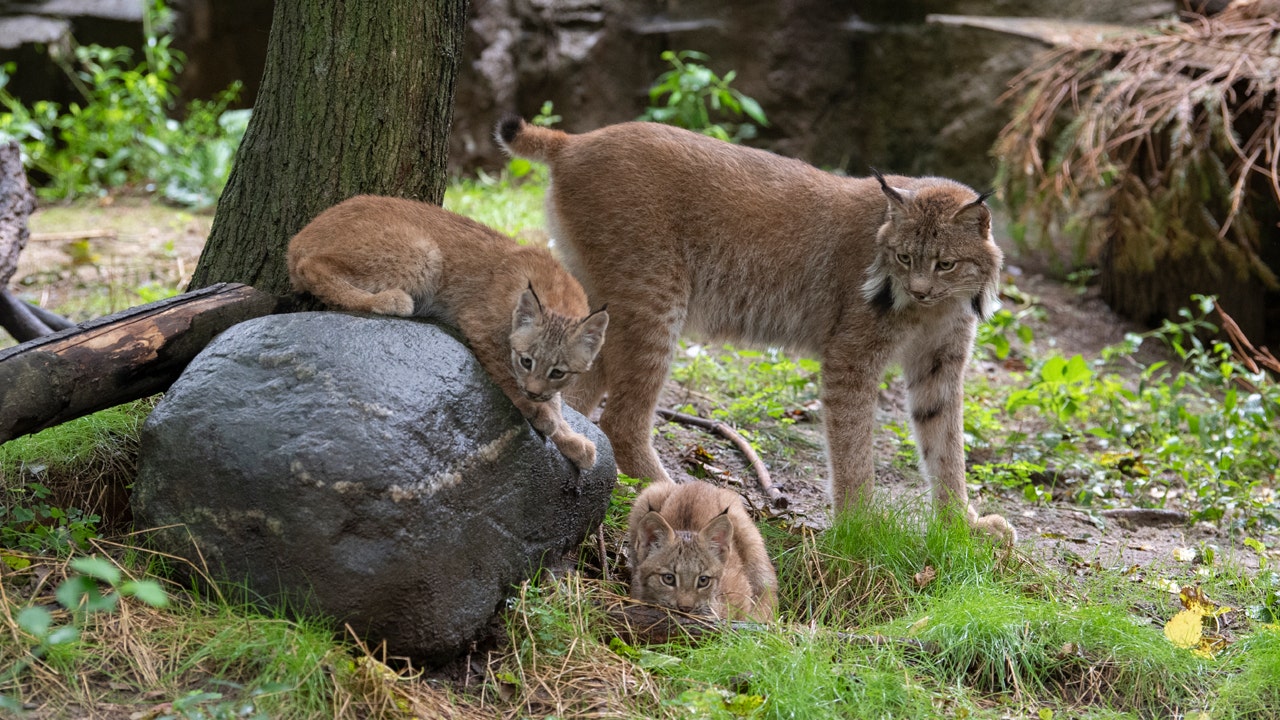 Lynx cubs in Queens