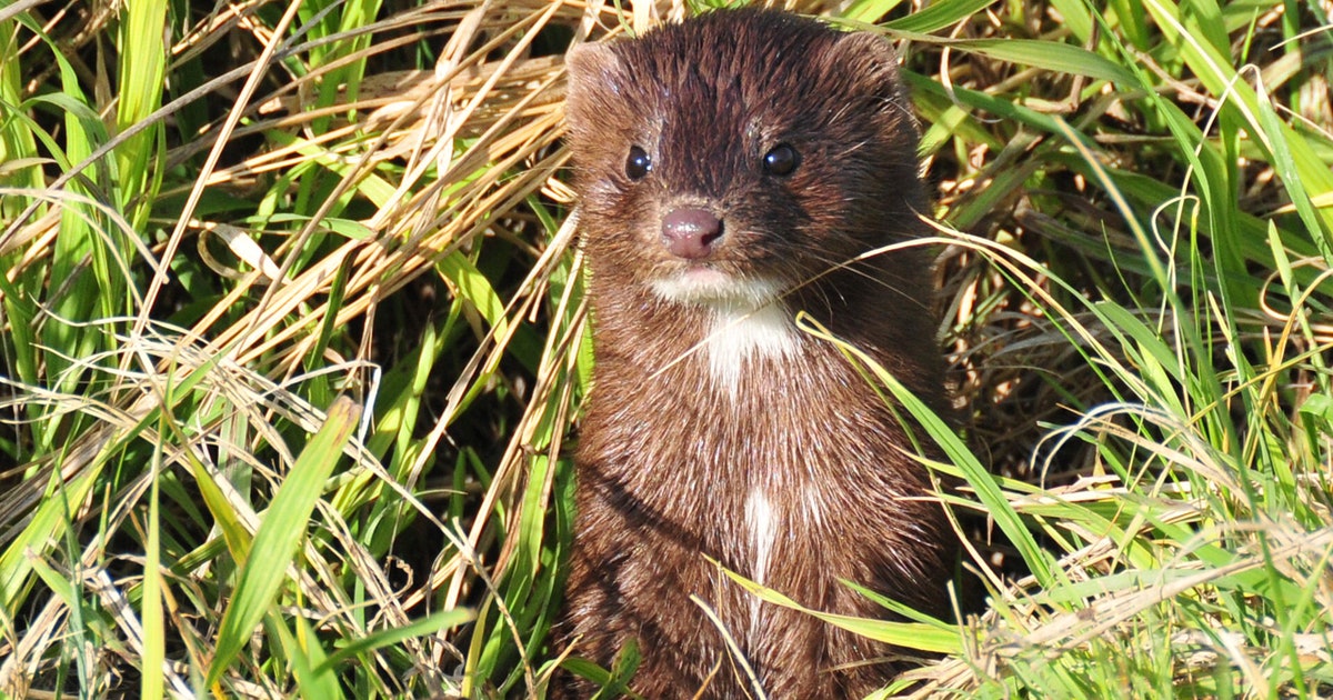 Dead mink rise from their graves in Denmark | FOX 5 New York
