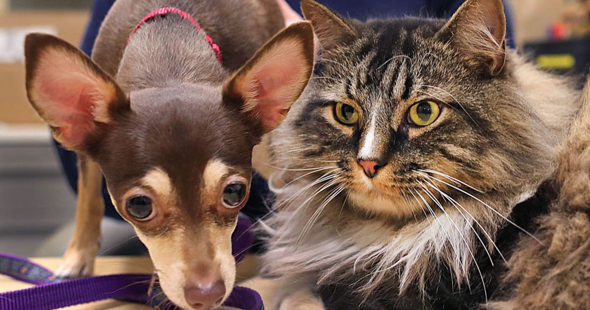 LIST: Top dog, cat names in NYC for 2025 | FOX 5 New York