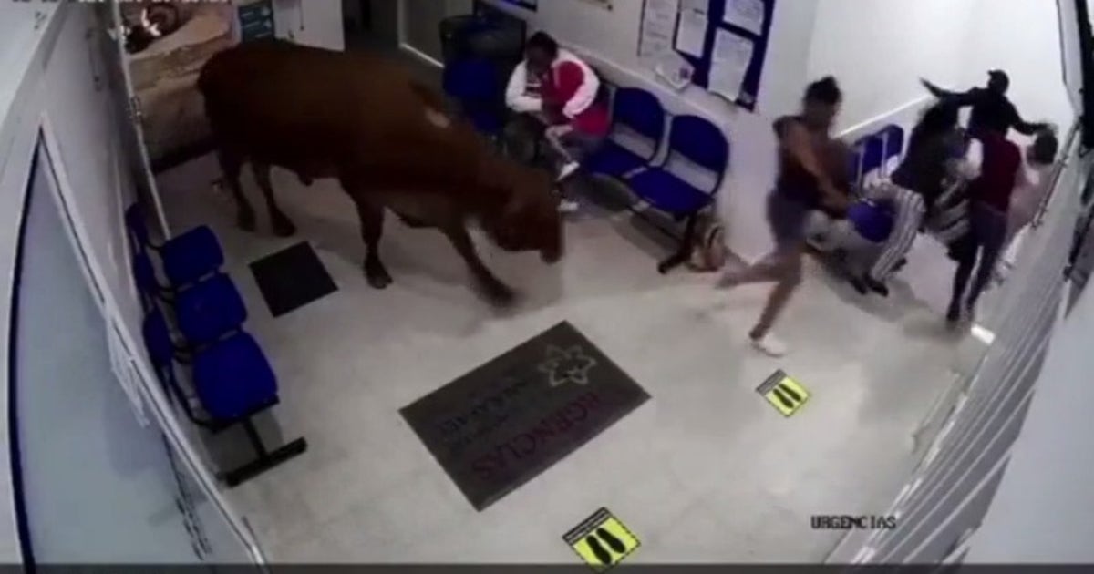 Cow attacks people in hospital waiting room | FOX 5 New York