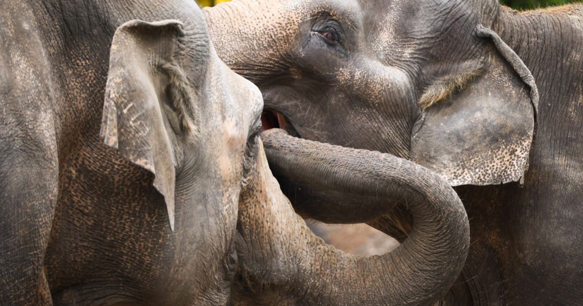 More elephants evolving to be tuskless after years of poaching ...