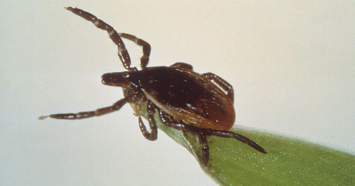 NYC sees tick population surge in 2025 | FOX 5 New York