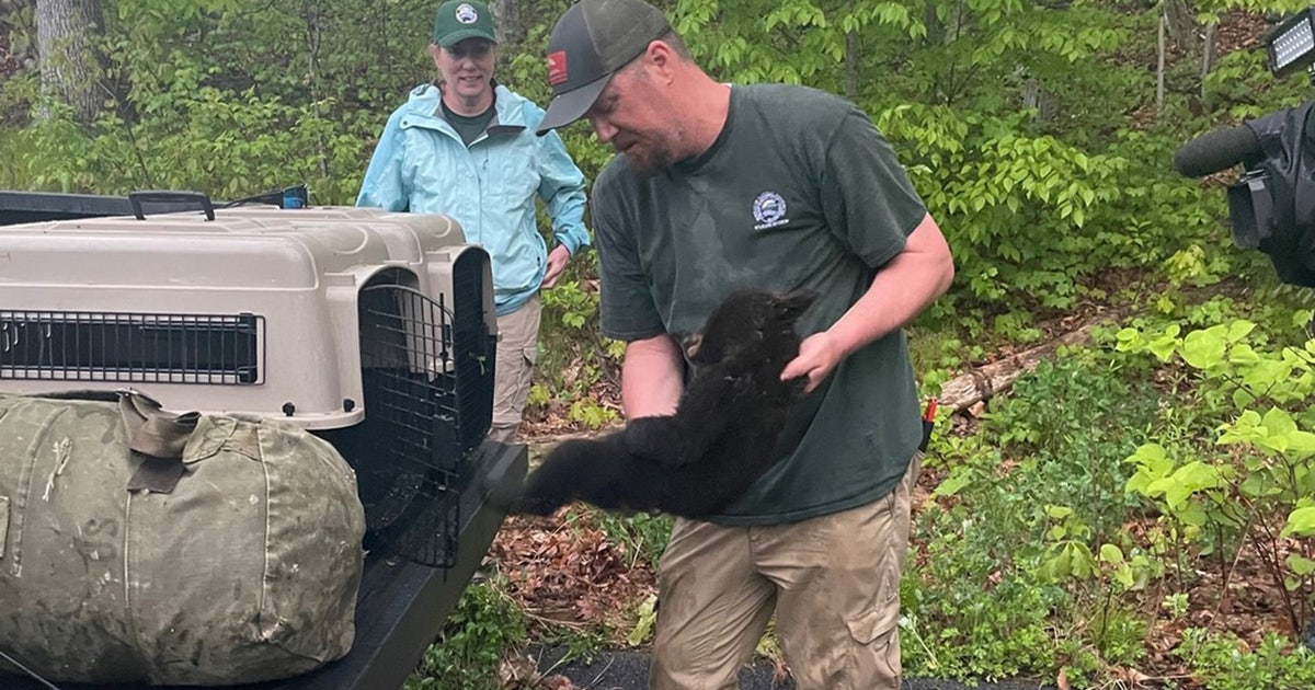 Orphaned bear cubs captured after mother shot in Conn. | FOX 5 New York