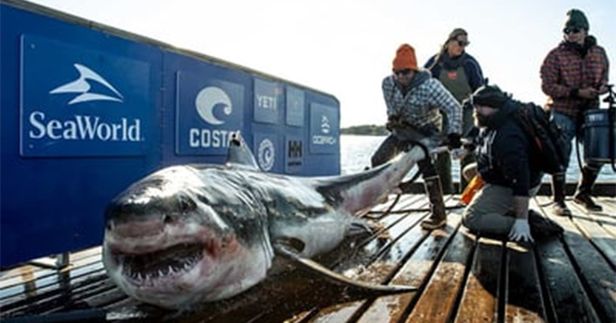 1,000 pound great white shark named Ironbound pings off New Jersey ...