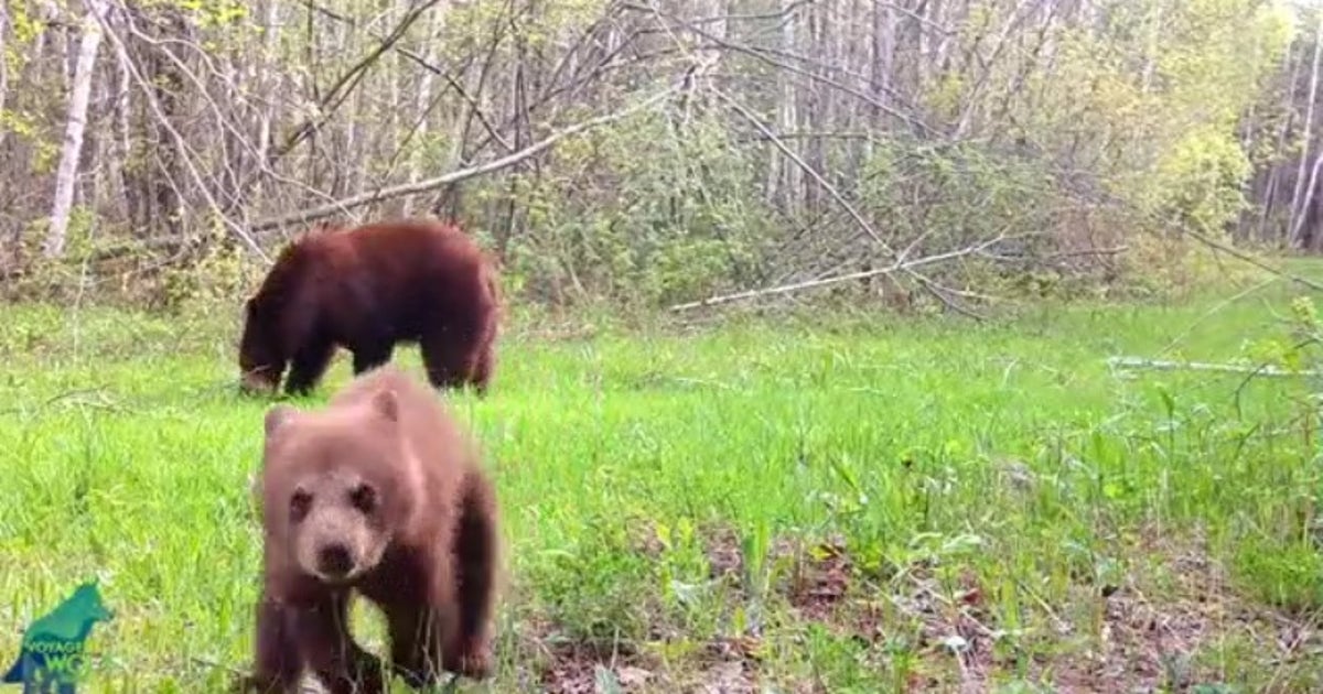Watch: Bear cub in Northern Minnesota being a 'twerp,' attacks trail ...