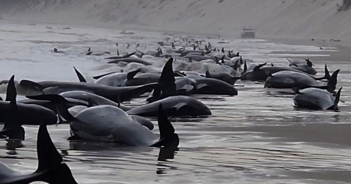 Rescue efforts underway after 230 whales stranded on Australian shore ...