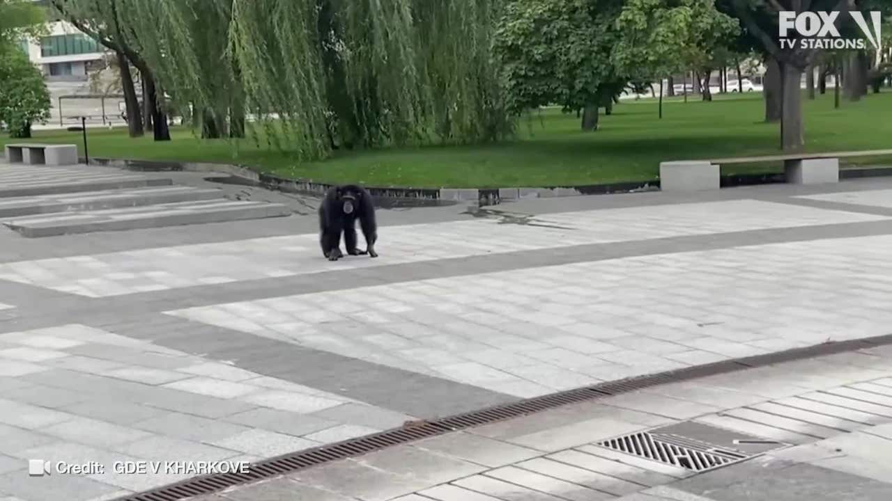 Video: Chimp escapes Ukraine zoo, wanders around city | FOX 5 New York