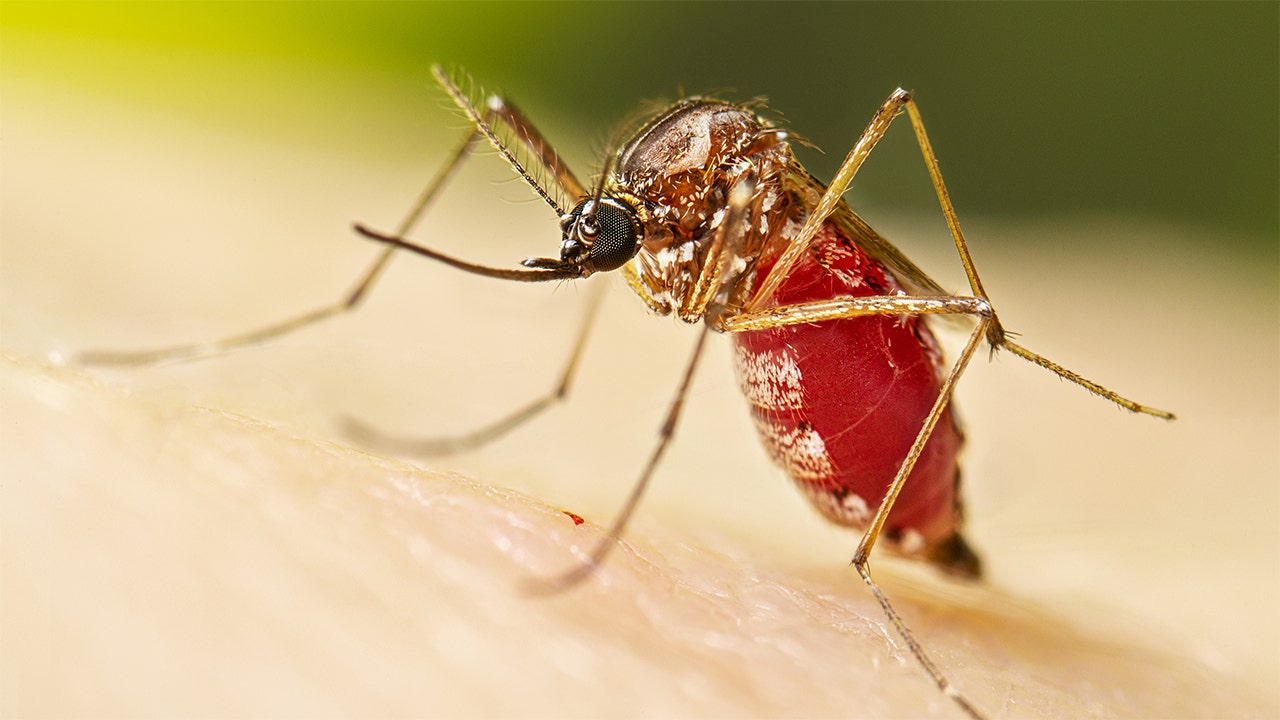 Are You A Mosquito Magnet It Could Be Your Smell Fox 5 New York