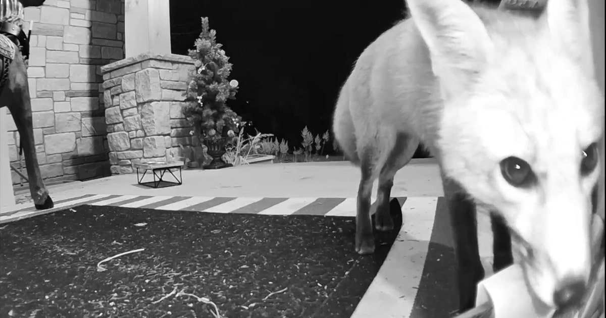 Fox caught stealing snacks outside NJ home | FOX 5 New York
