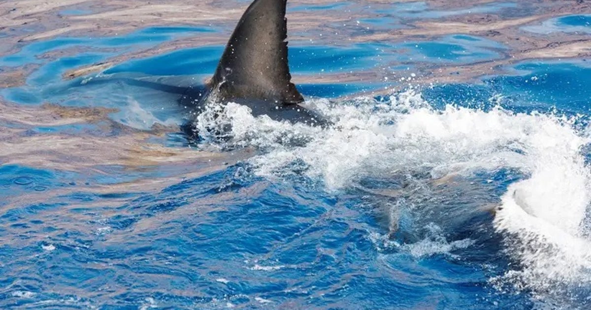 How to track sharks near NYC area beaches | FOX 5 New York
