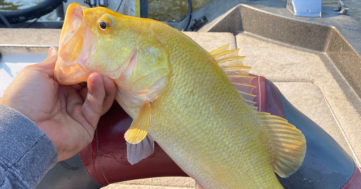 Virginia fisherman reels in rare largemouth bass from river: 'Haven't ...