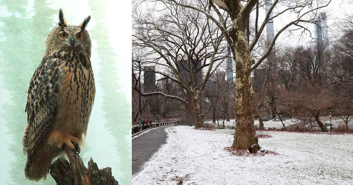 Rescuers monitoring 'missing' Central Park Zoo owl after exhibit ...