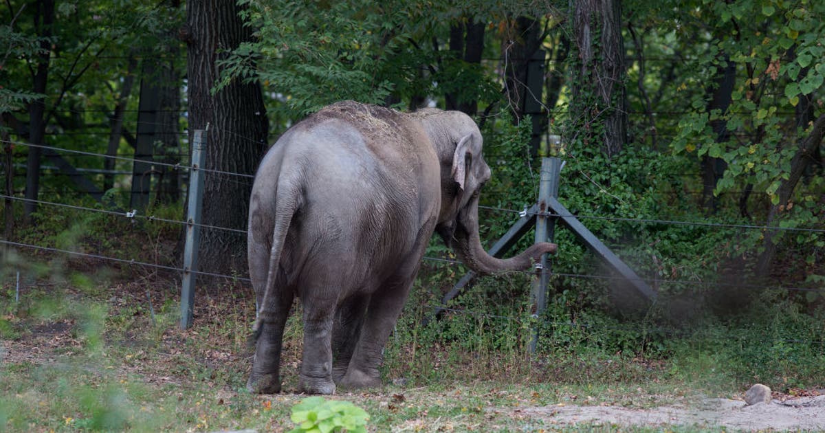Proposed law would ban elephant captivity in New York City | FOX 5 New York