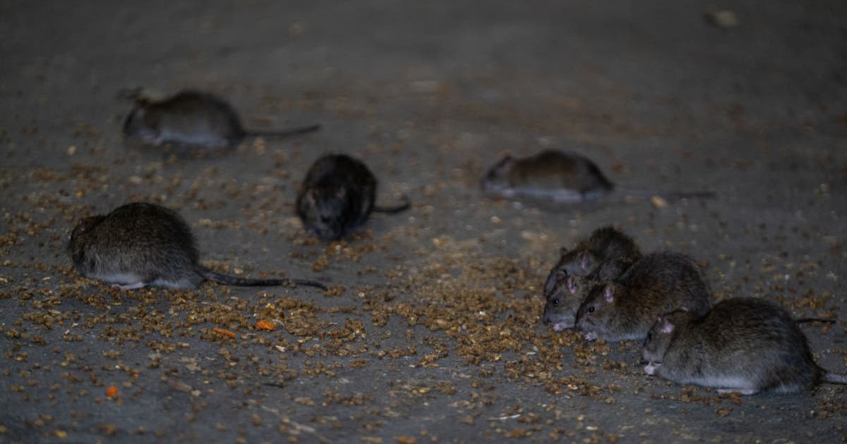 Rats show off their ability to help humans | FOX 5 New York