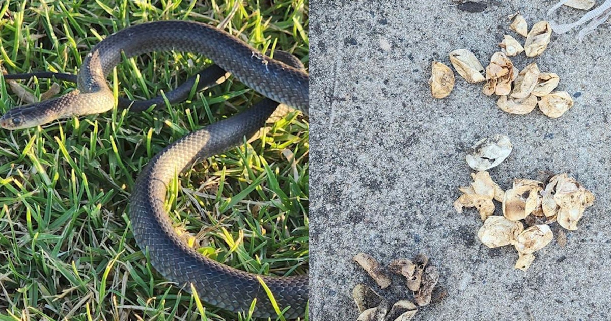 Toddler chasing deadly snake leads to nest discovery with 110 eggs ...