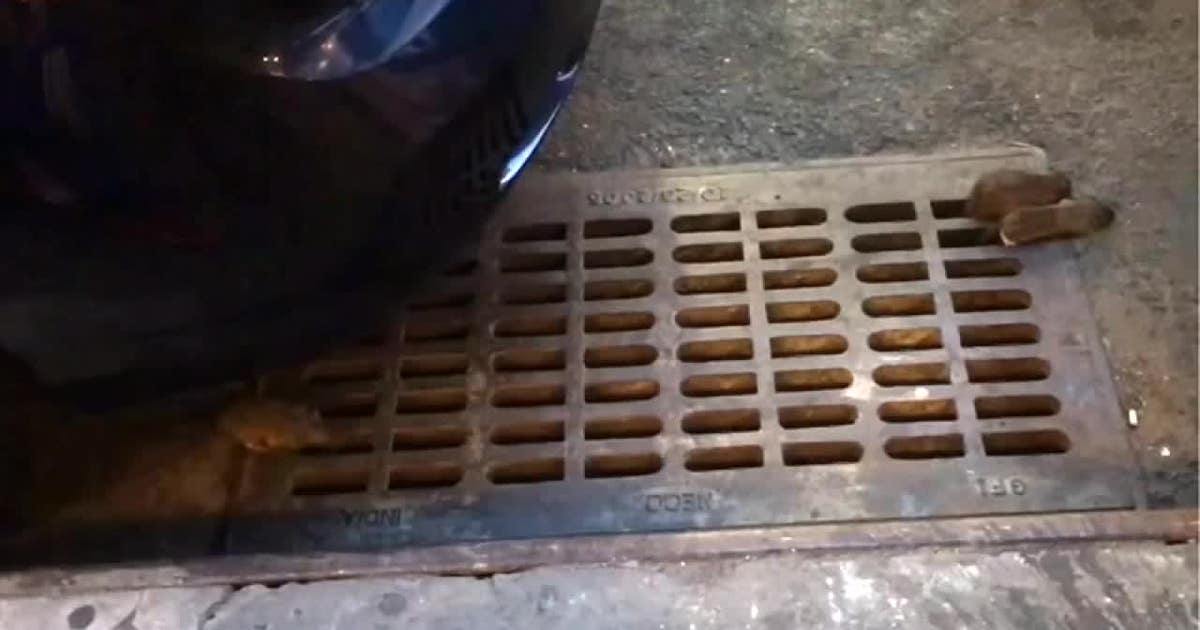 New York City focusing on these 8 rodent-filled 'rat mitigation zones ...