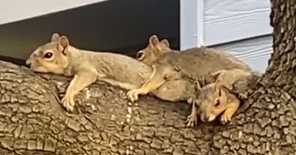 Squirrels 'sploot' in tree to cool down during Texas heatwave | FOX 5 ...