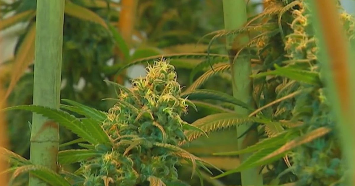New York prepares to let residents grow marijuana at home: Find out if ...