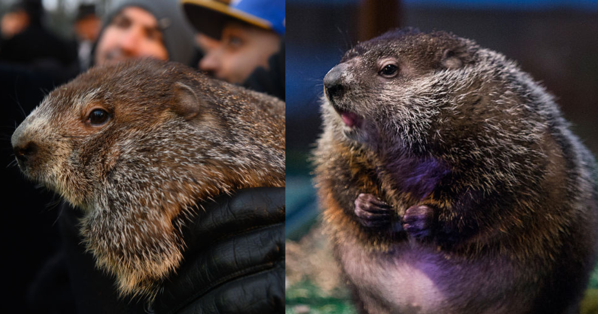 Groundhog Day: Punxsutawney Phil versus Staten Island | FOX 5 New York