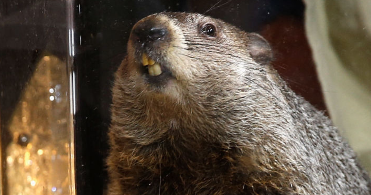 Staten Island Chuck makes his Groundhog Day predictions | FOX 5 New York