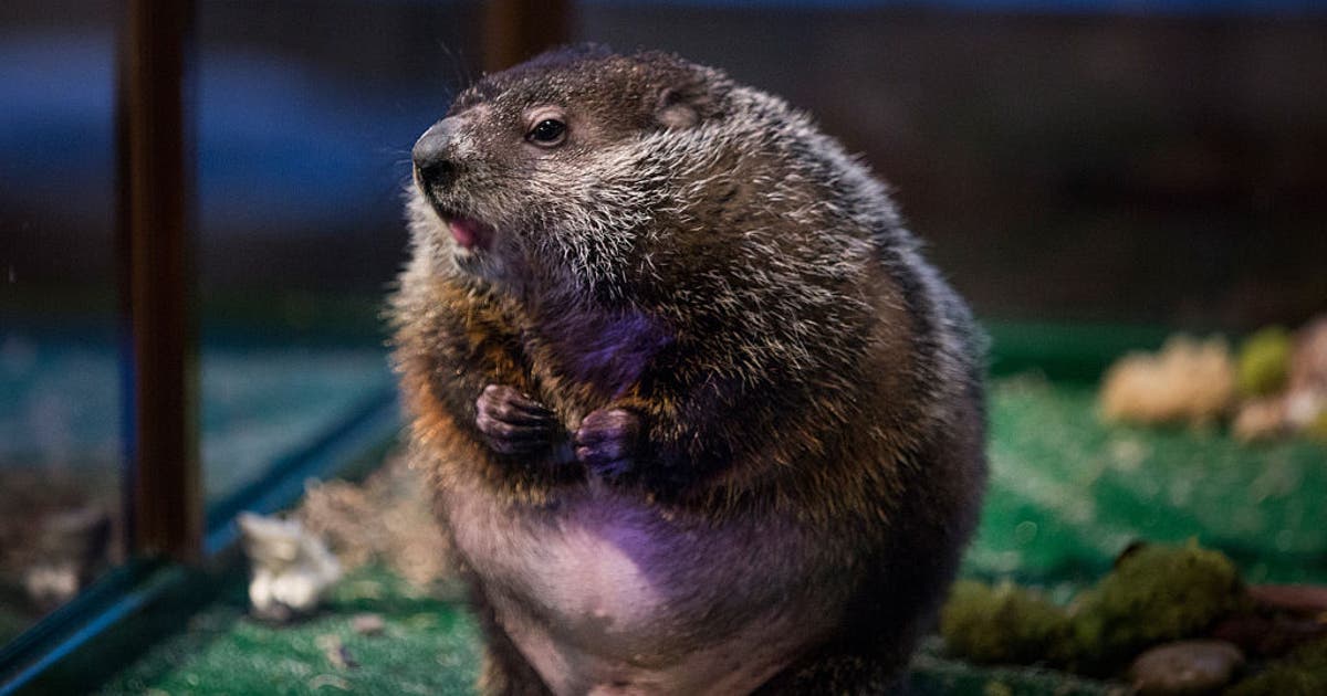 Groundhog Day 2026: Staten Island Chuck's prediction | FOX 5 New York