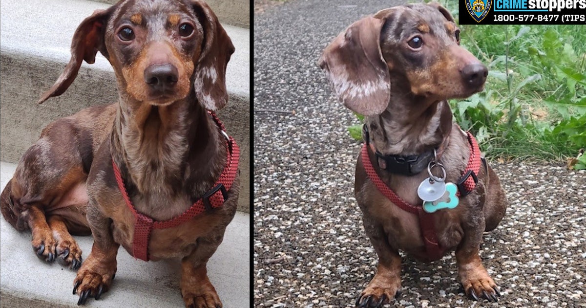 Dog named 'Milkshake' stolen from Bronx apartment: Video | FOX 5 New York
