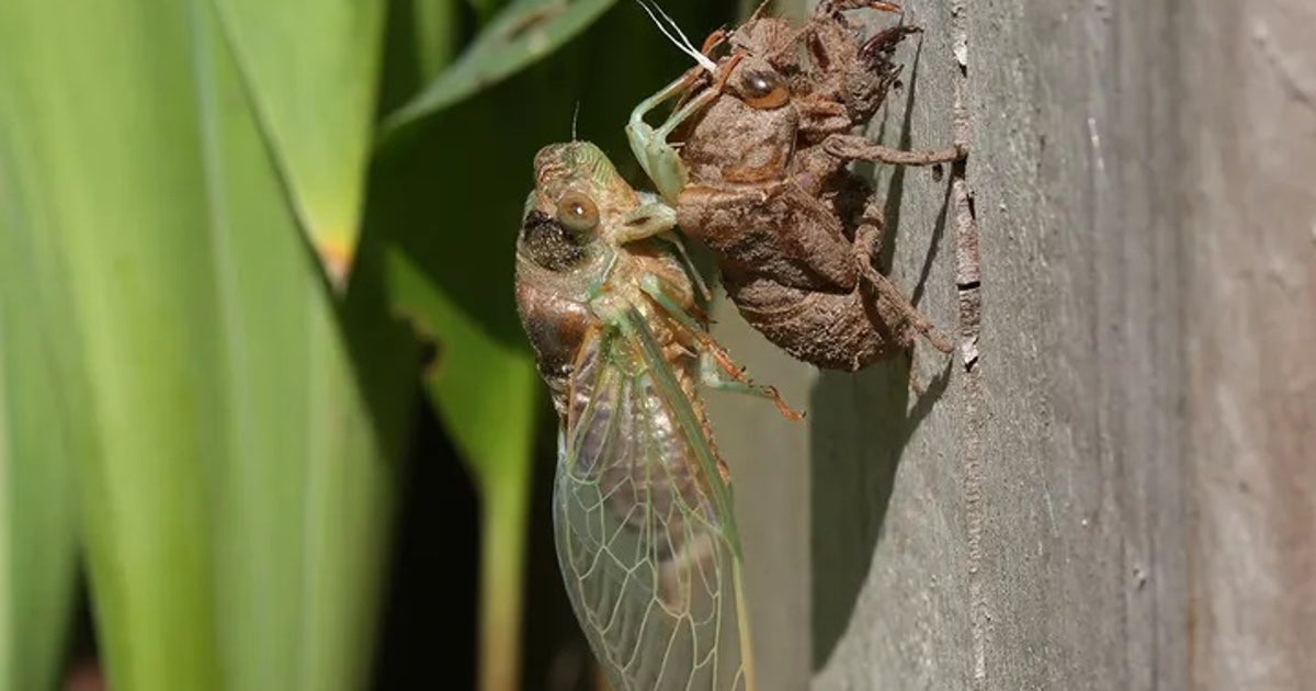 'Can my pet eat cicadas?' Expert reveals what to do if your dog or cat ...