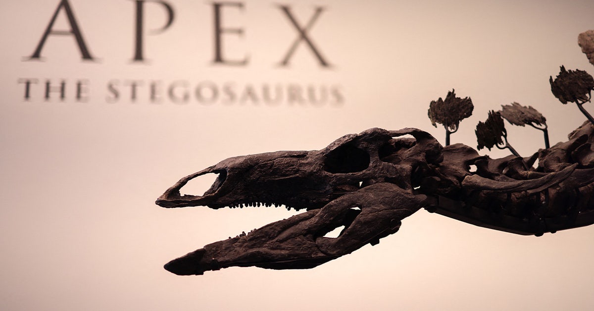 Sotheby’s to auction 161M year old stegosaurus fossil 'Apex' in New ...