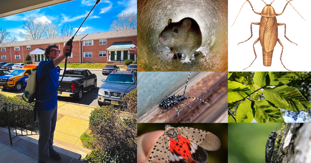 Invasive pest species of greatest concern in New York, New Jersey for ...