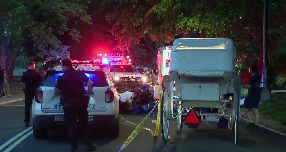 Central Park carriage horse died after eating toxic shrub, necropsy ...