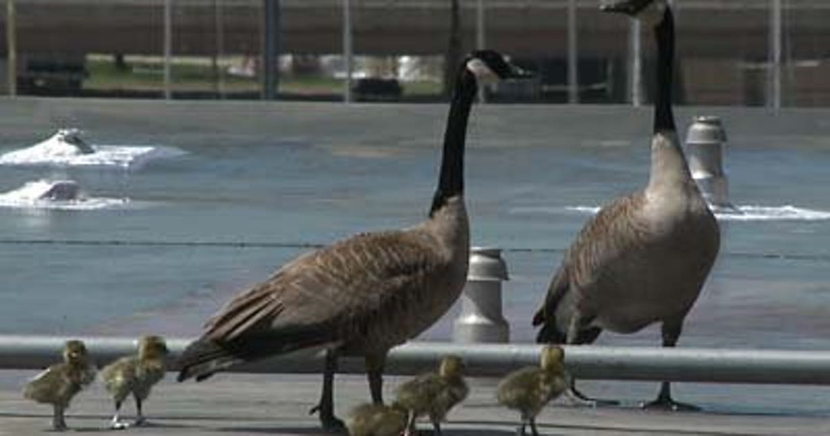 Geese and goslings rescued from roof of six-story warehouse | FOX6 ...
