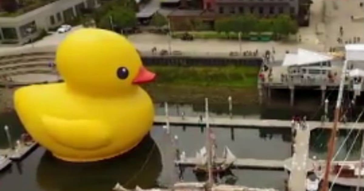 World's largest rubber duck, so-called "Mama Duck" floats into Tacoma ...