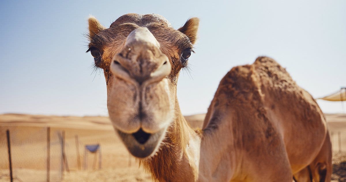 Woman sues TripAdvisor after falling off runaway camel | FOX6 Milwaukee