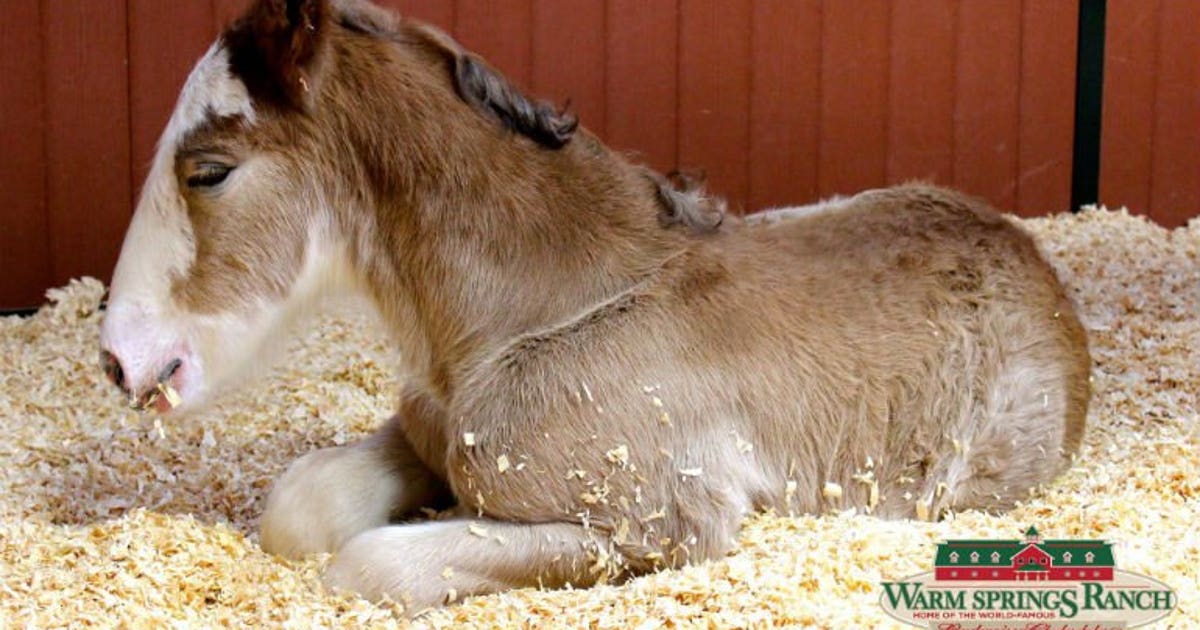 CUTE! Baby Budweiser Clydesdale named "Arizona" born during the Super ...
