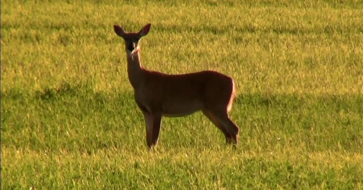 Deer defense! Man fights speeding ticket with novel argument | FOX6 ...