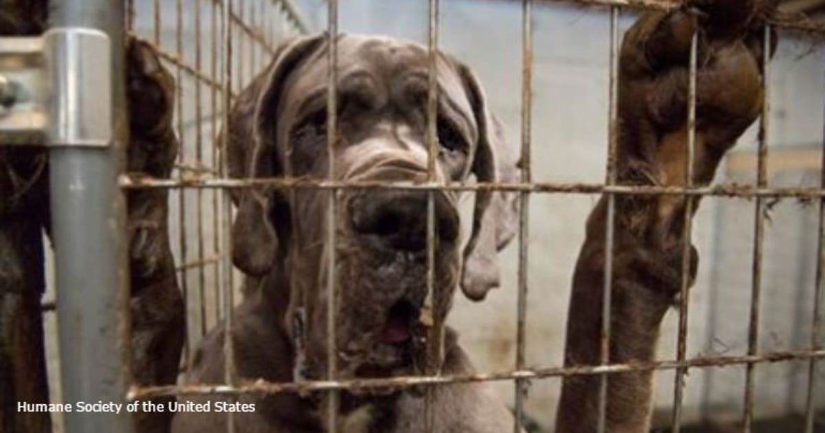 "Never seen conditions this bad:" 84 Great Danes rescued from suspected ...