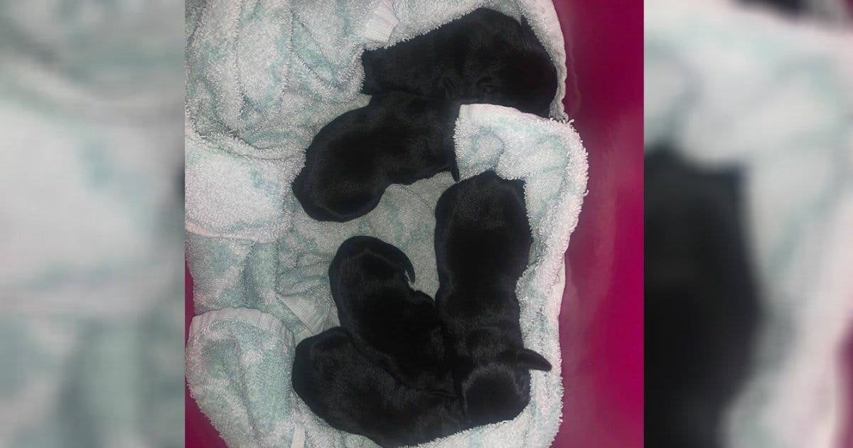 3rd litter of puppies left in dumpster prompts passionate plea from ...