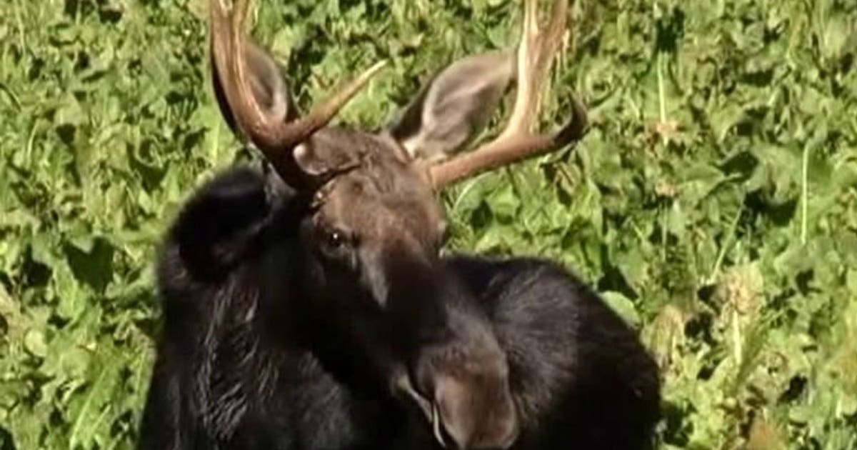 Biologist: Drowned moose likely had brain worm | FOX6 Milwaukee