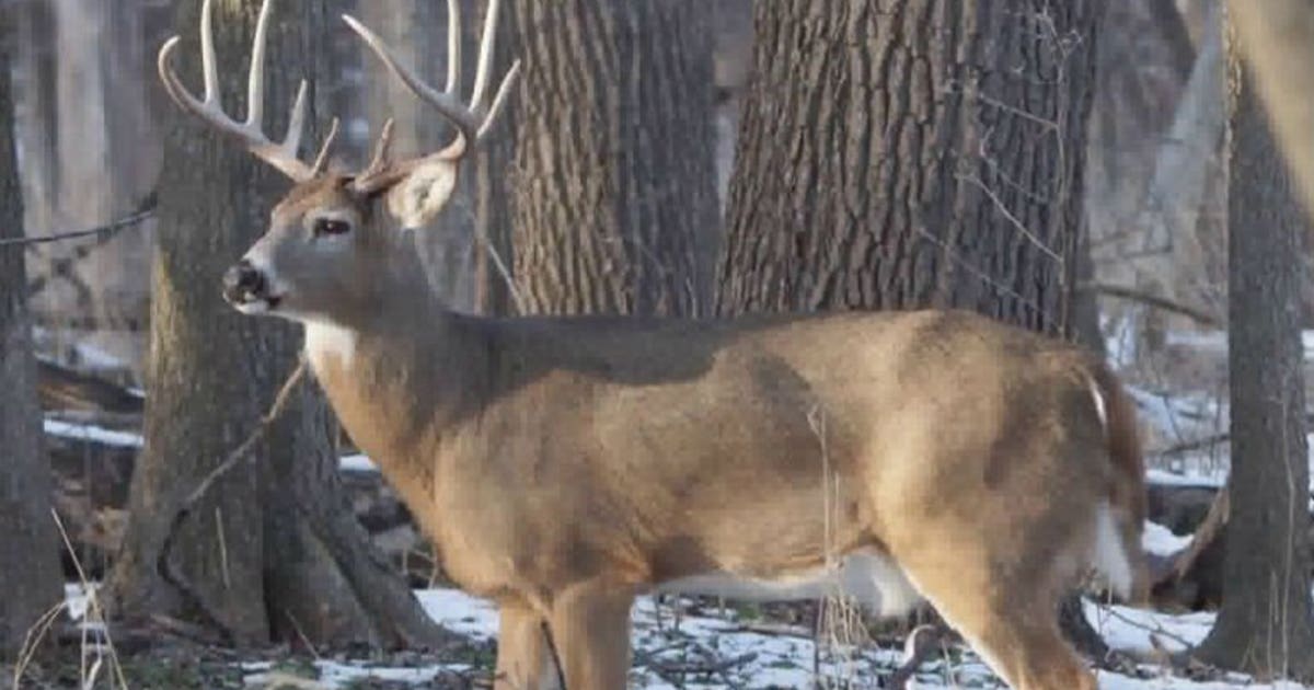 "I knew this man was a poacher:" Hunter accused of killing 'Bow Tie' to ...