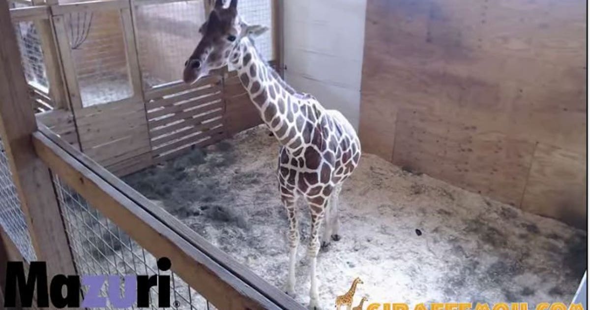 Watch Live: April the giraffe has continued belly movements, is more ...