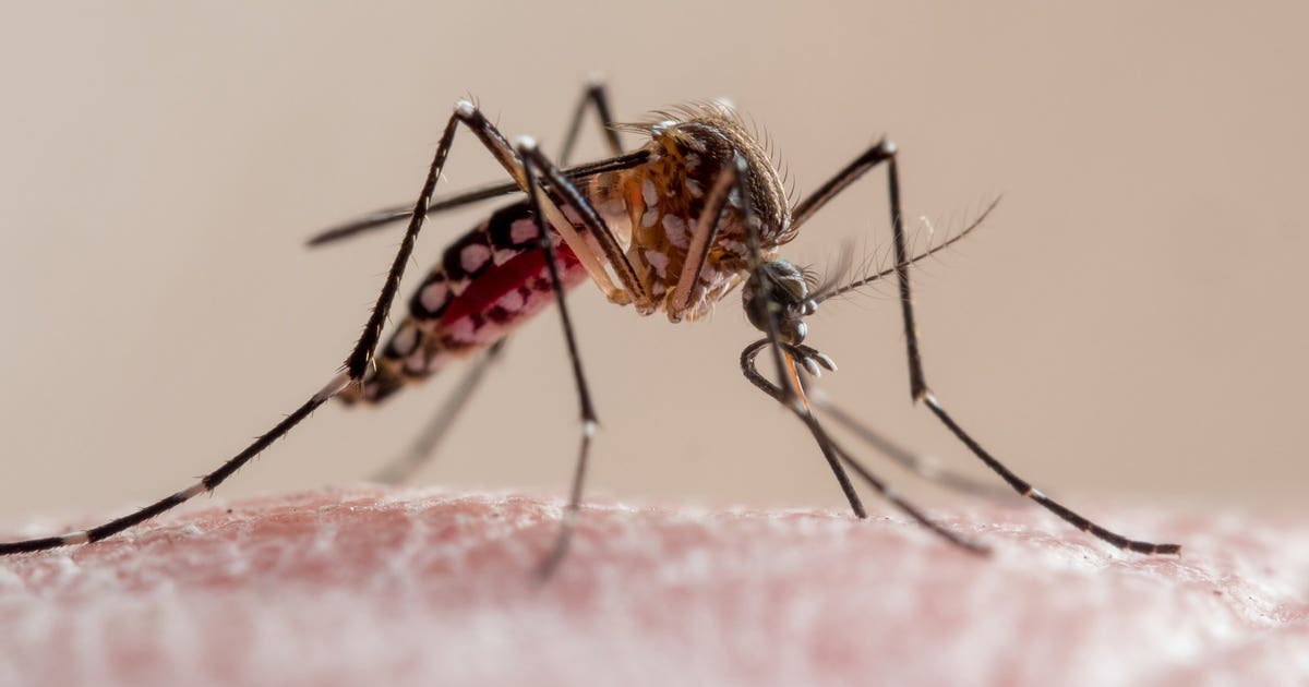 Mosquitoes 'bad' in Wisconsin, Mosquito Squad sees increase in calls ...
