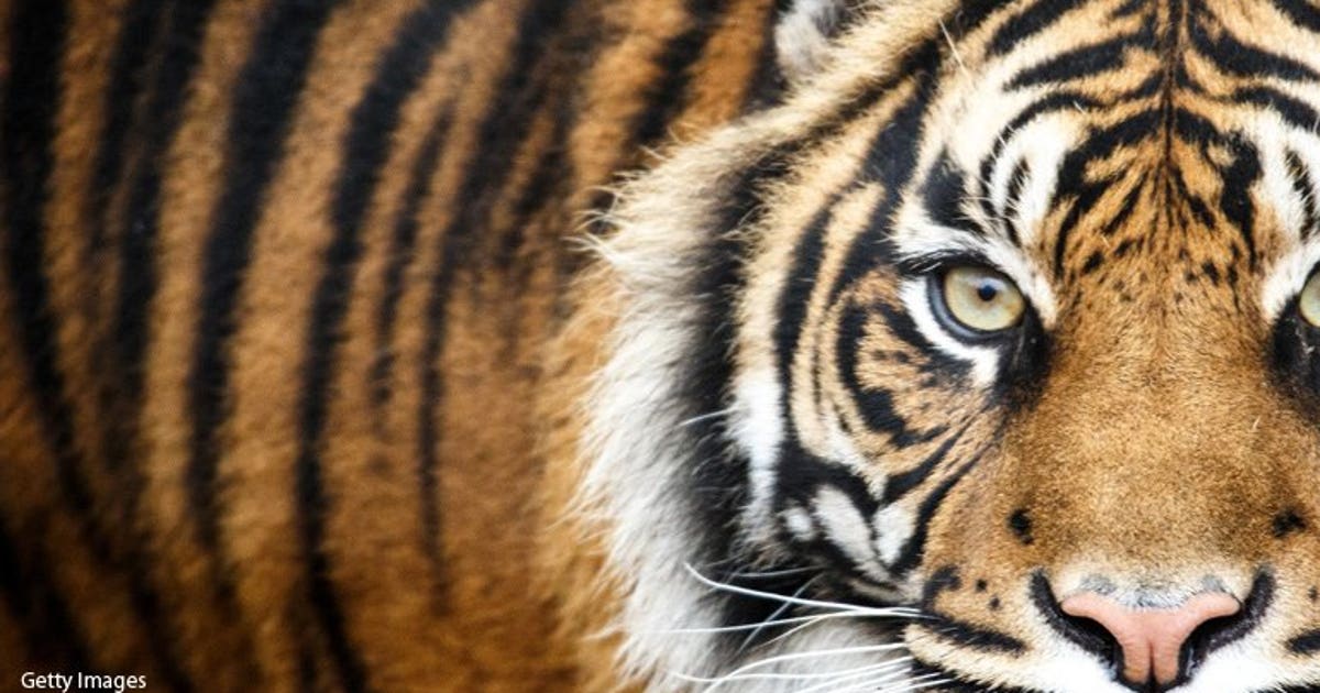 Woman finds tiger in house, tells dispatch: 'I'm not lying' | FOX6 ...