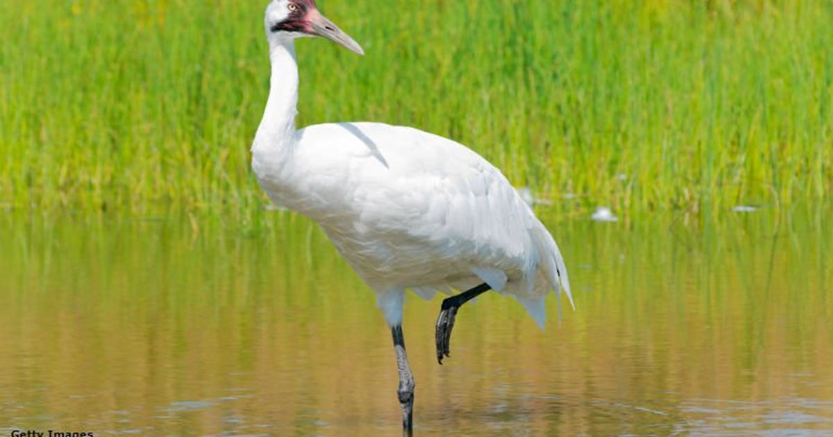 Wisconsin researchers work to help whooping cranes | FOX6 Milwaukee