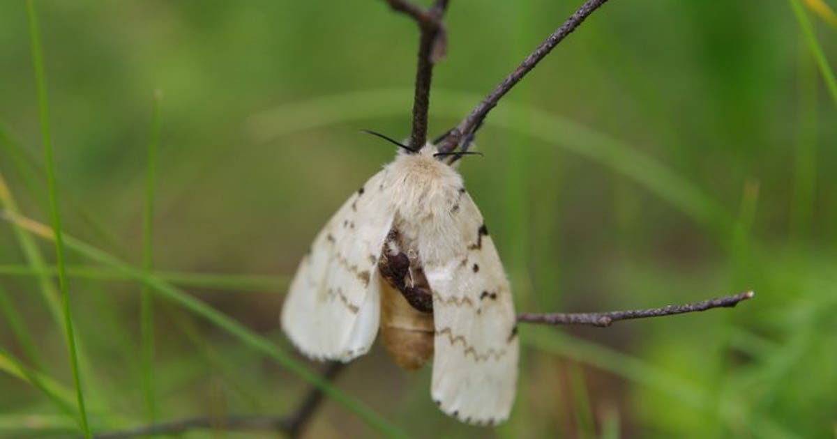 Gypsy moth traps to be set through early July, mostly in western ...