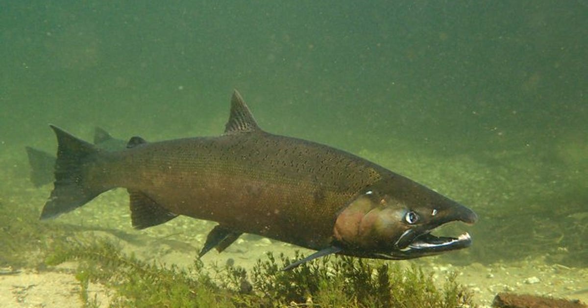 Racine's Salmon-A-Rama fishing contest is on for 2020, festival is ...