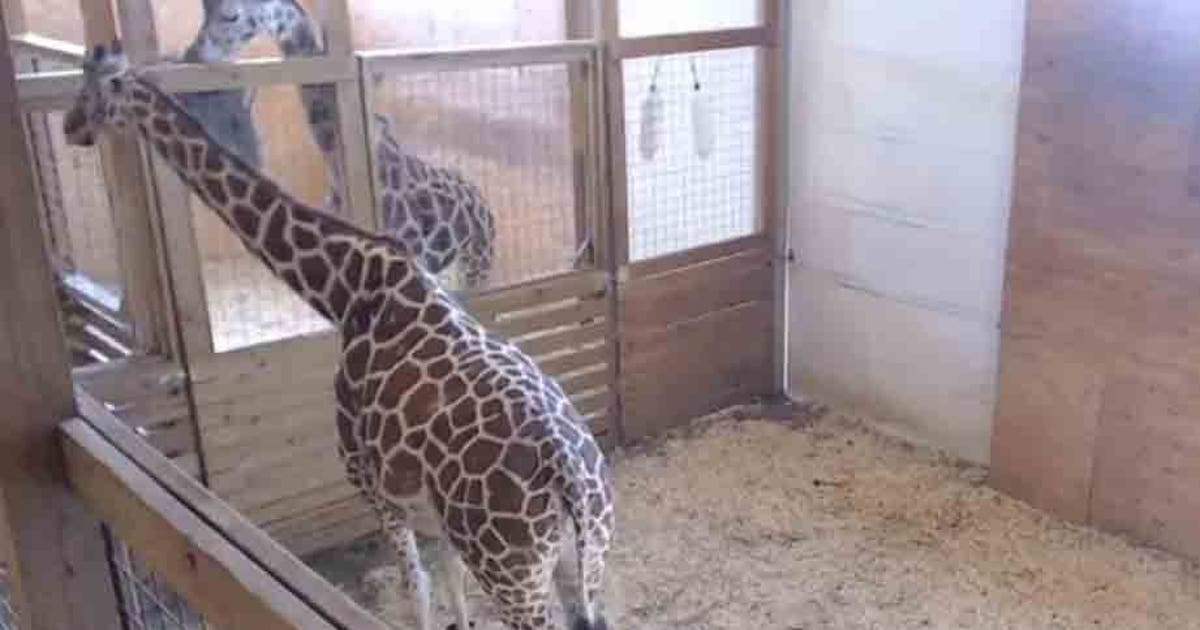WATCH LIVE: April the giraffe "notably slower moving," belly continues ...