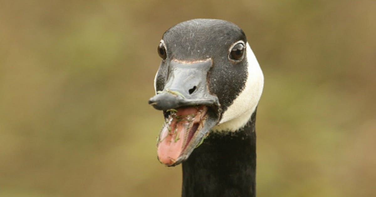 Denver capturing, killing geese to help feed families in need | FOX6 ...